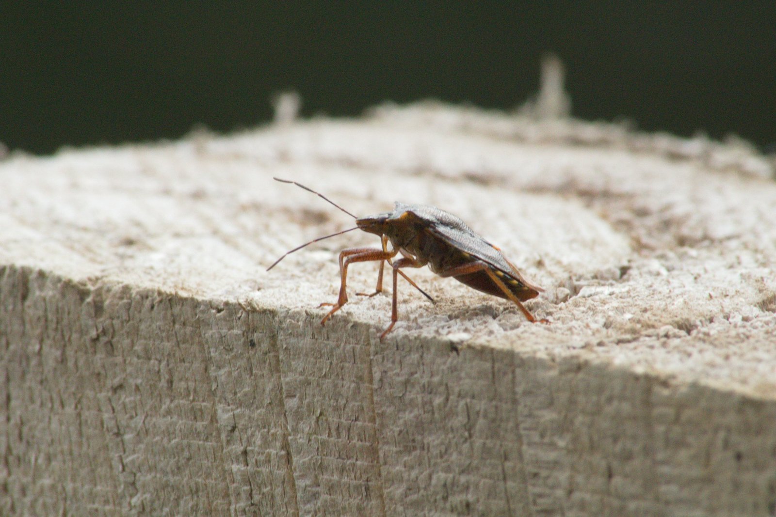 Unwelcome Guests: 7 Signs You Have a Roach Infestation (And What to Do ...
